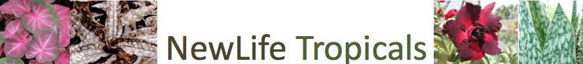 NewLife Tropicals
