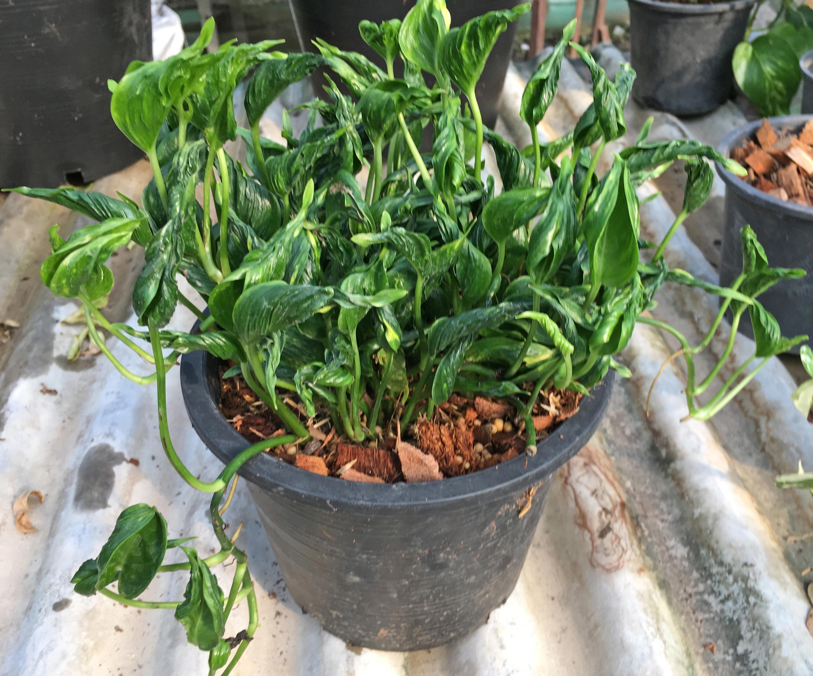 Epipremnum Shangri La Floral & Garden Crafts Home & Hobby etna.com.pe